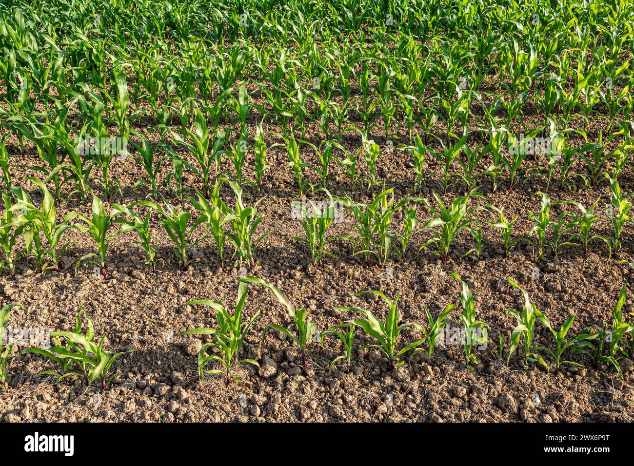 A full frame photograph of young corn crops growing in the Sussex ...