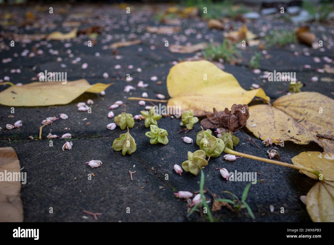 Fresh fruit guest hi-res stock photography and images - Alamy