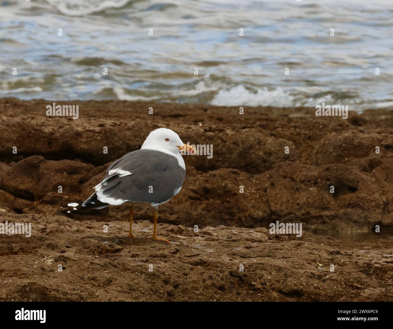 Porous rocks hi-res stock photography and images - Alamy