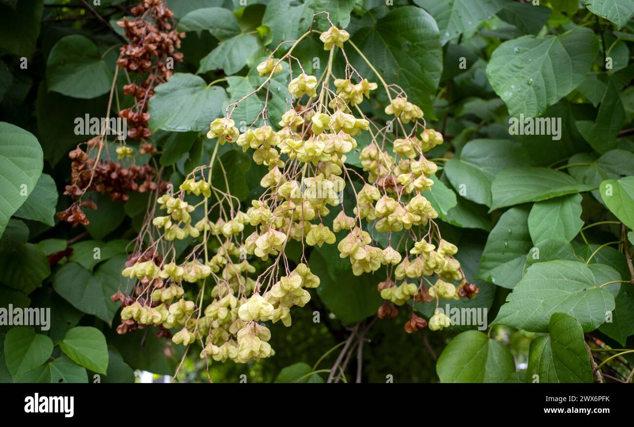 Tahongai, guest tree (Kleinhovia hospita), known as Timoho (Java ...