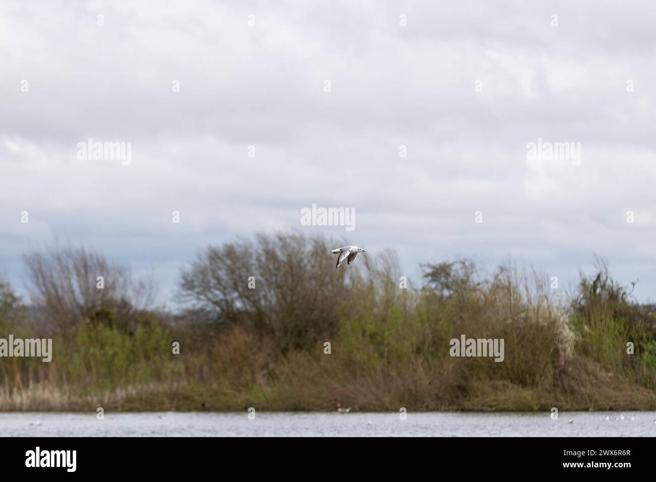 Black headed gulls in flight over the South Lake water. Slimbridge ...