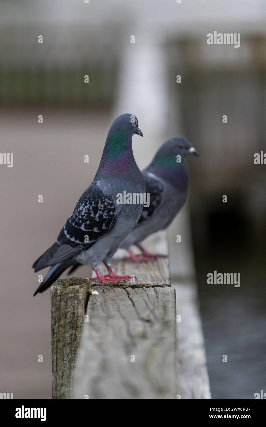 Feral pigeons sitting side by side on a wooden handrail. Slimbridge ...