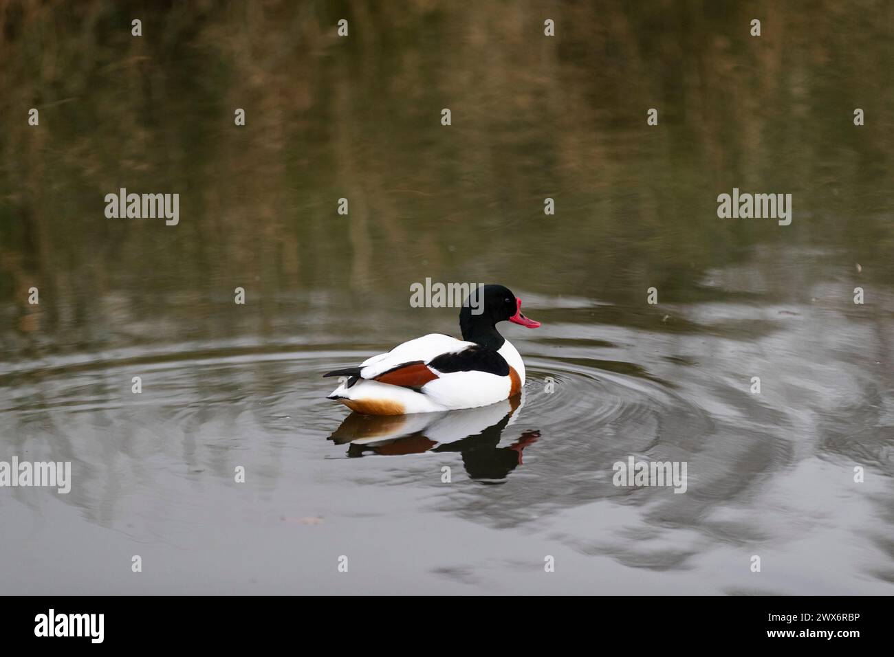 Amber status birds hi-res stock photography and images - Alamy