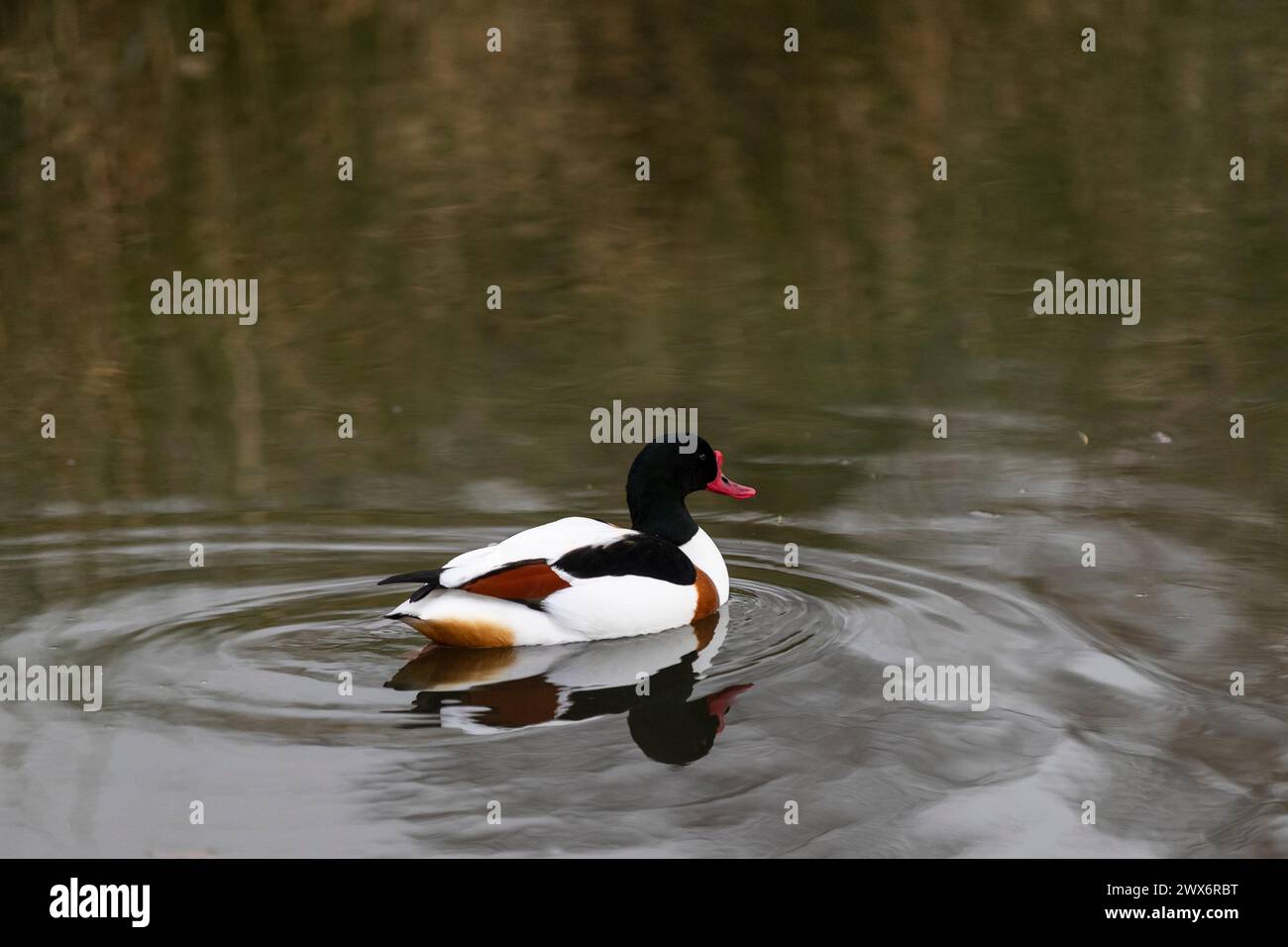 Amber status birds hi-res stock photography and images - Alamy