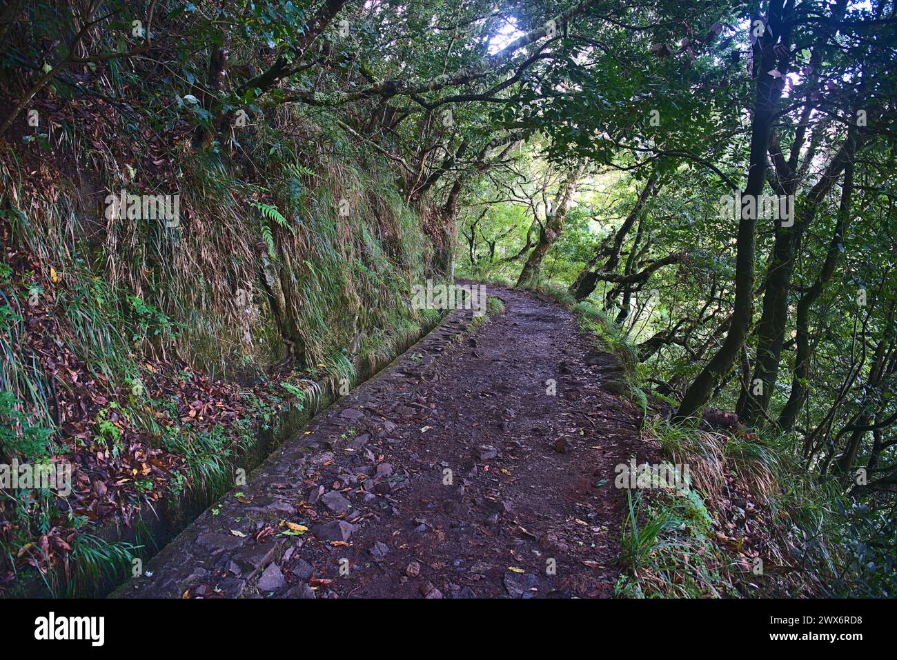 The forest walking paths in Madeira Stock Photo - Alamy