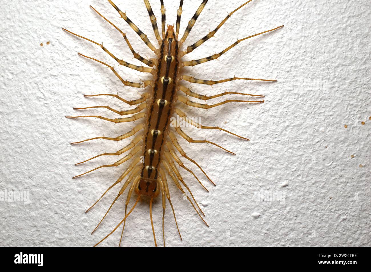 Scolopendra, close-up. A centipede crawls along a gray wall. View from ...