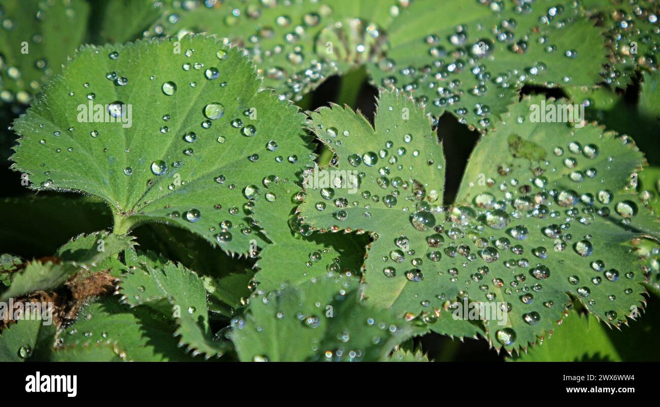 Water droplets wallpaper hi-res stock photography and images - Alamy