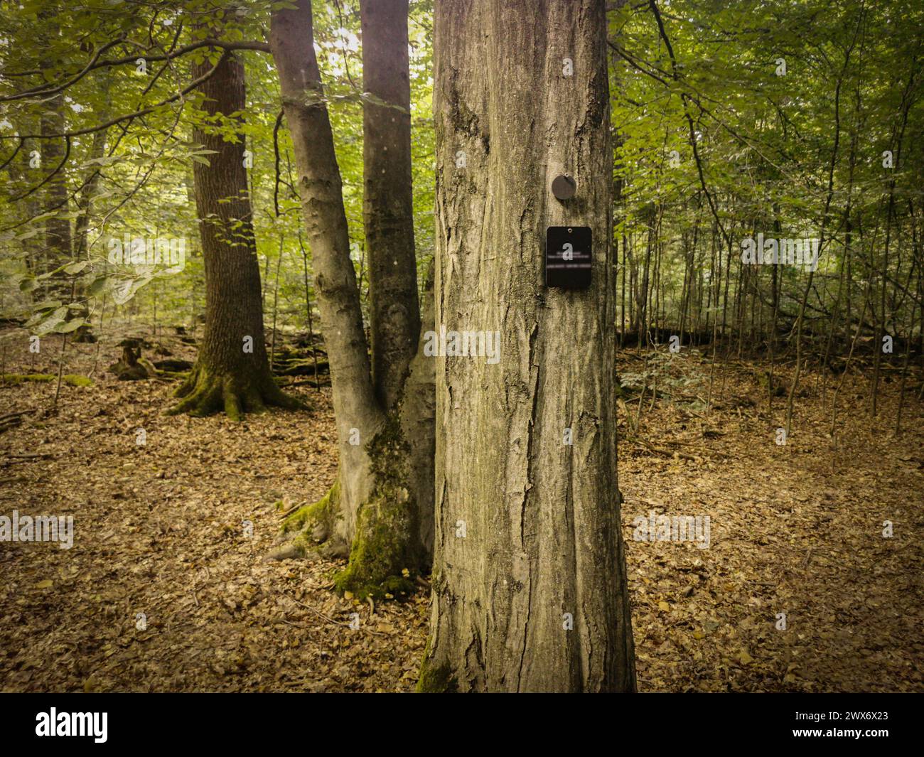 Trees in a cemetery forest. On one tree you can see the name plaques of ...