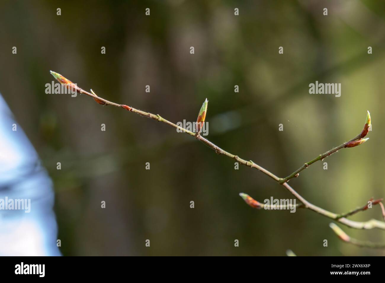 Close Up Branch Of A Carpinus Betulus Fastigiata Tree At Amsterdam The ...