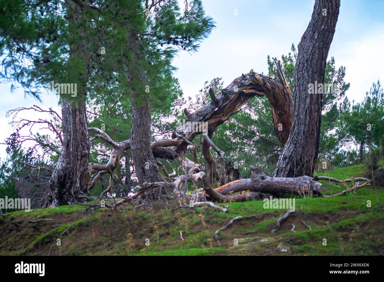 Nature's Oddity: A strange-shaped tree stands as a unique and peculiar ...
