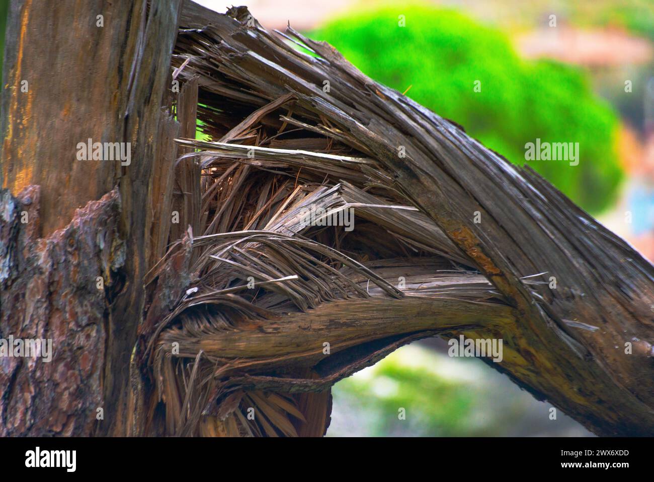 Nature's Resilience: A broken tree stands resilient against the ...