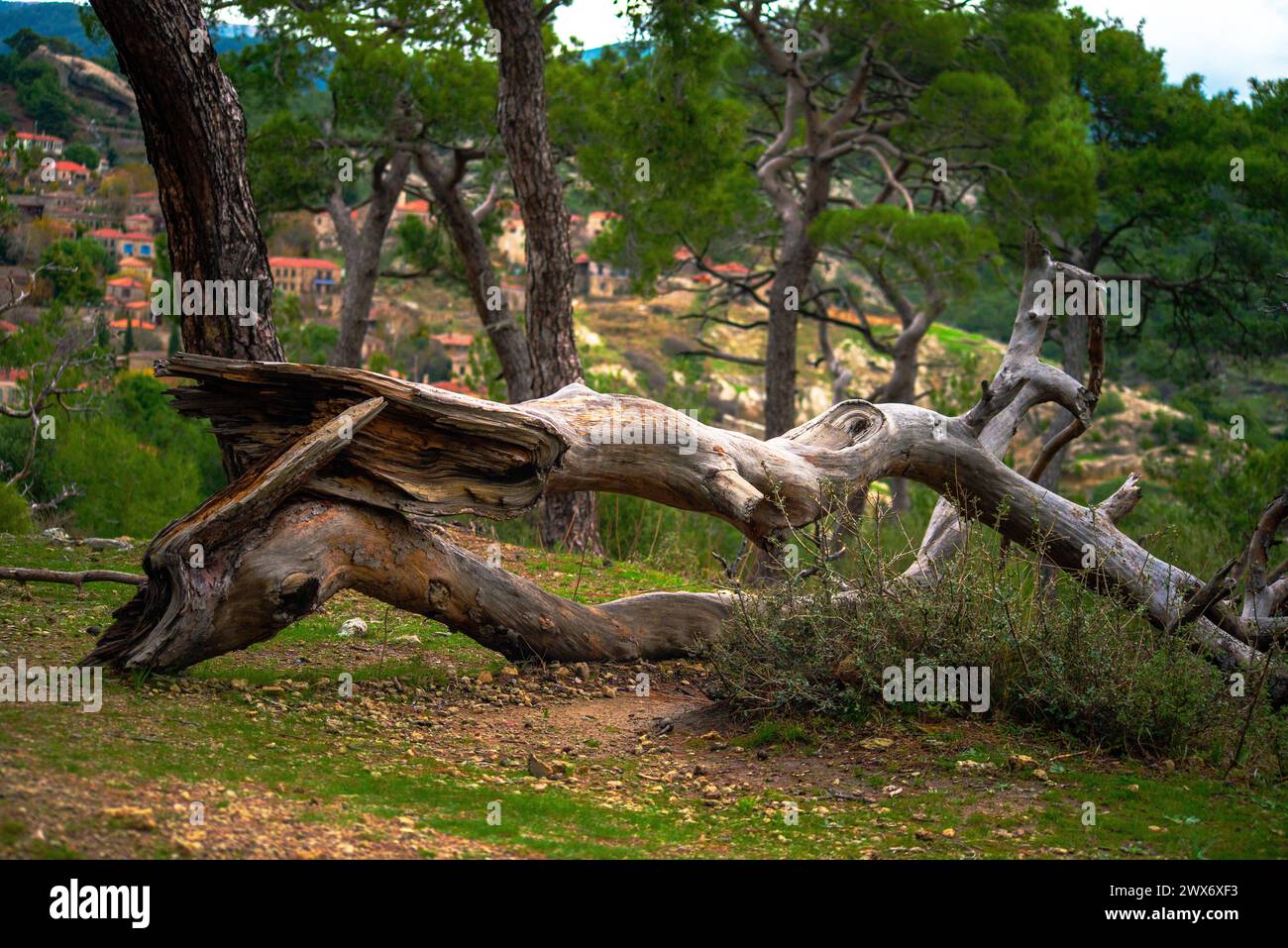Nature's Puzzle: A collapsed, strange-shaped tree lies on the forest ...