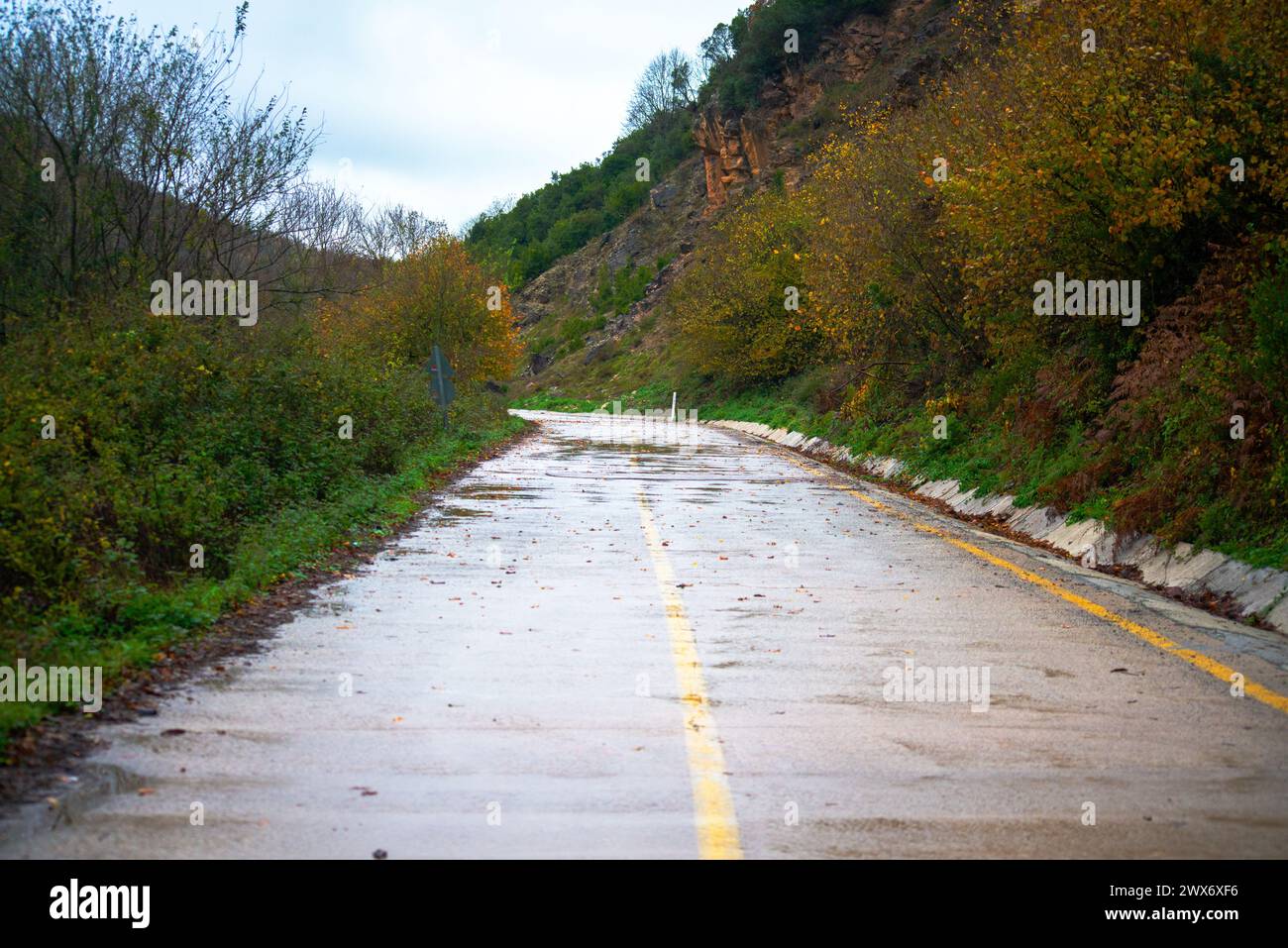Glistening Path: Rain-kissed asphalt road in the heart of nature ...