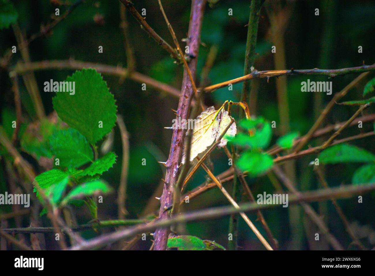 An intimate view of torn herb leaves reveals the intricate beauty of ...