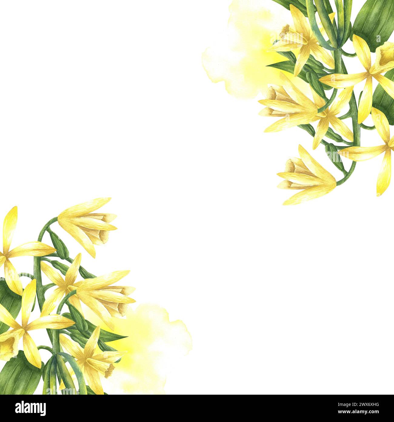 Frame Vanilla flowers with splash. Hand drawn floral watercolor ...