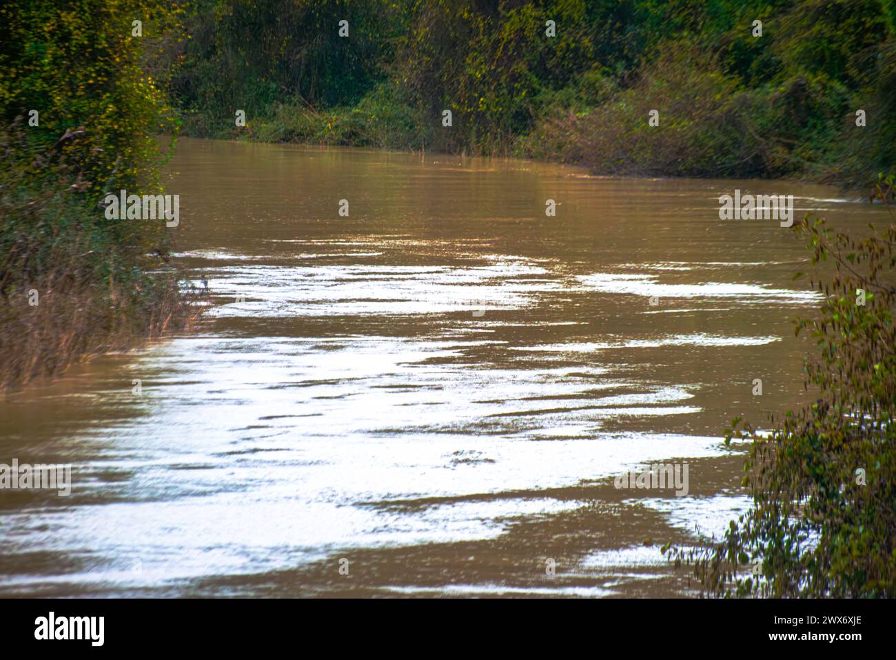 Wet bushes hi-res stock photography and images - Alamy