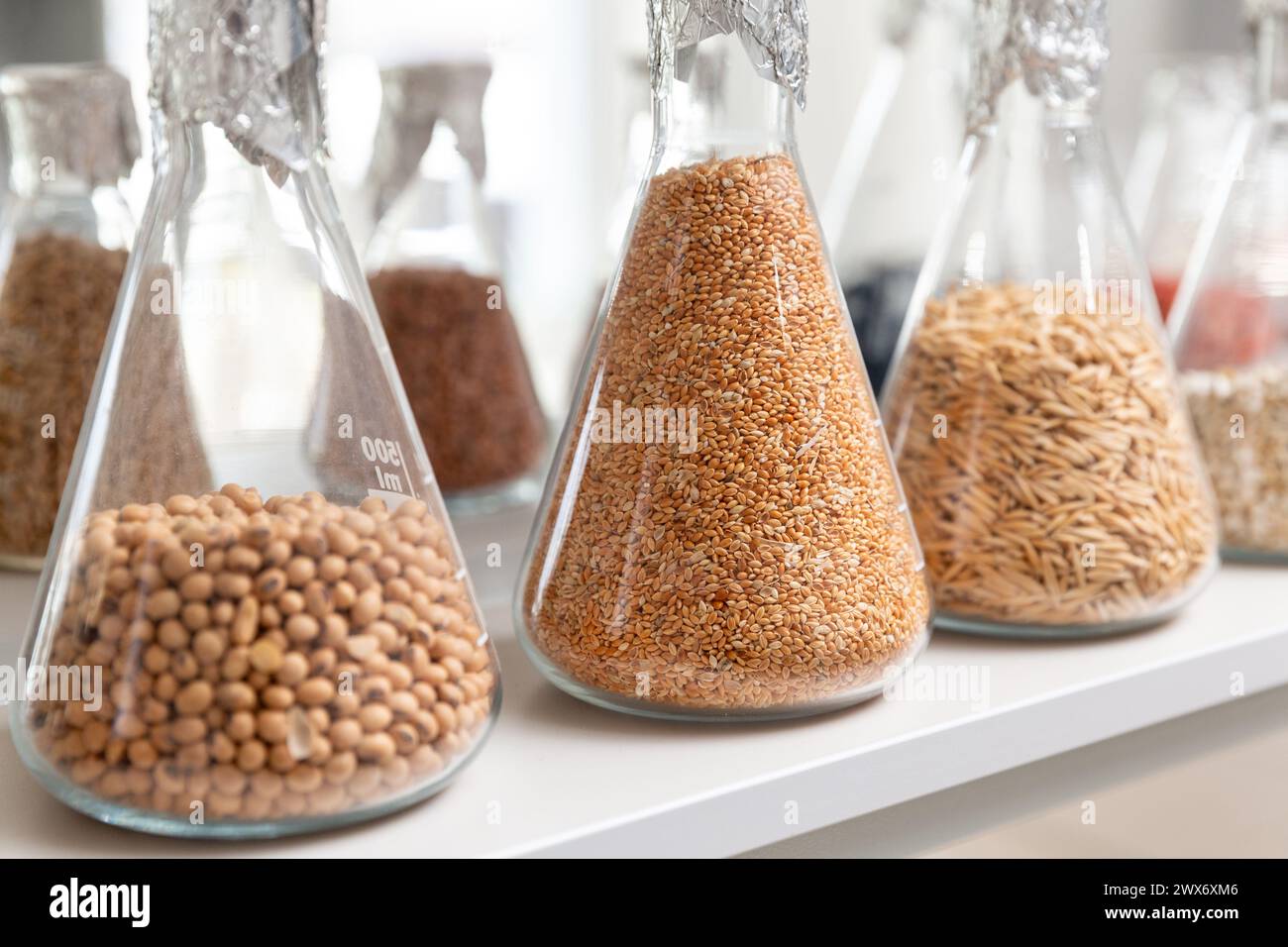 Samples of encrustied and processed grains in a glass test tubes in ...
