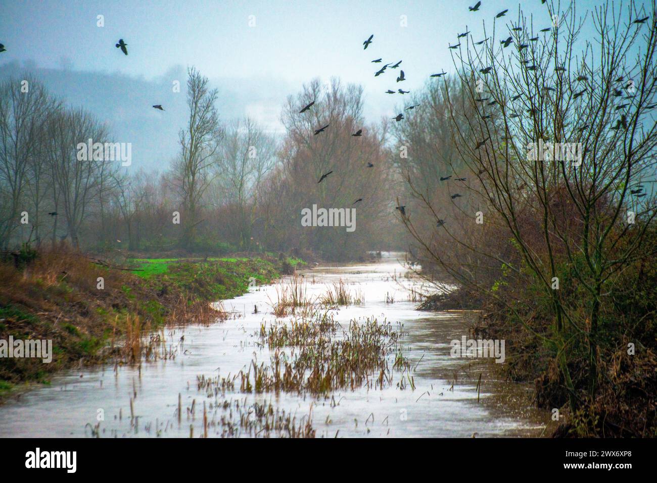 Witness the mystique as a flock of crows emerges from the fog, their ...