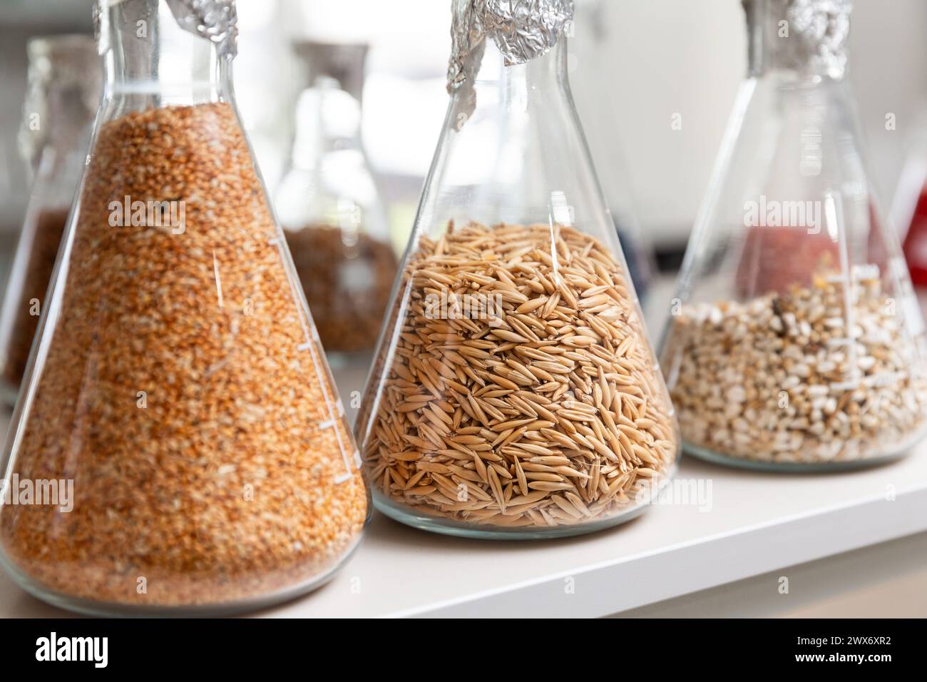Samples of encrustied and processed grains in a glass test tubes in ...