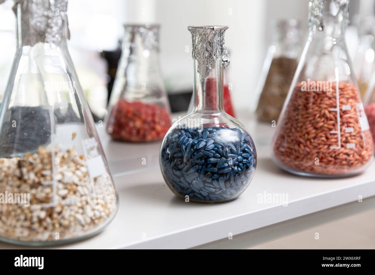 Samples of encrustied and processed grains in a glass test tubes in ...