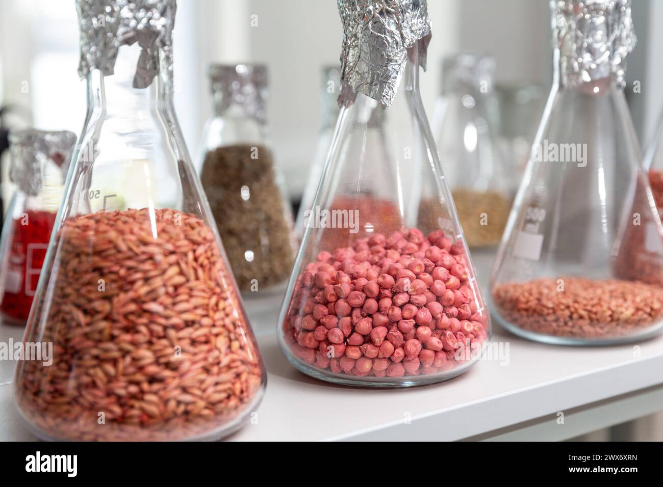 Samples of encrustied and processed grains in a glass test tubes in ...