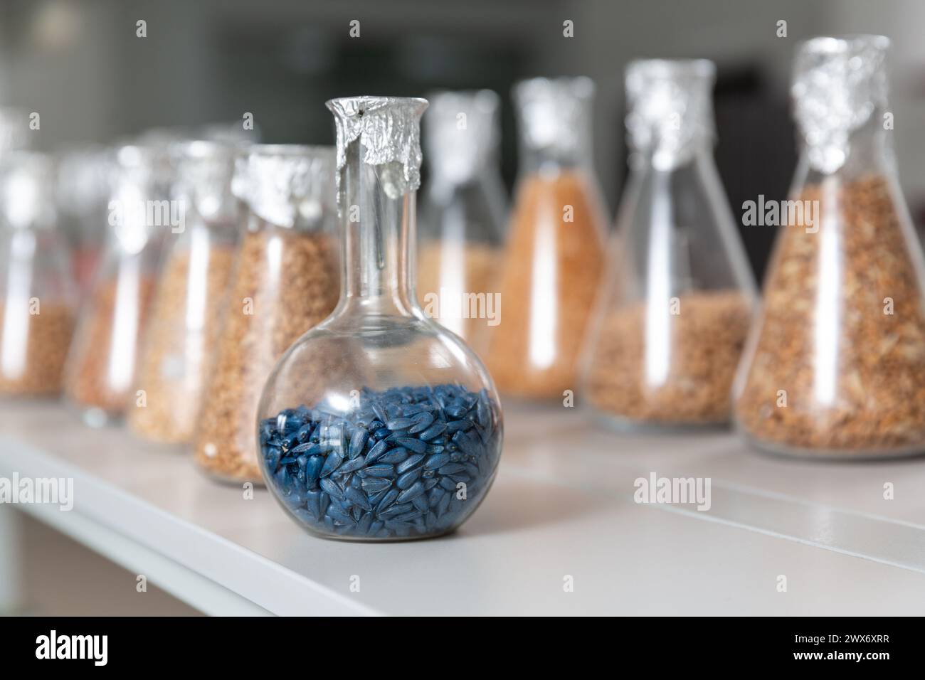 Samples of encrustied and processed grains in a glass test tubes in ...