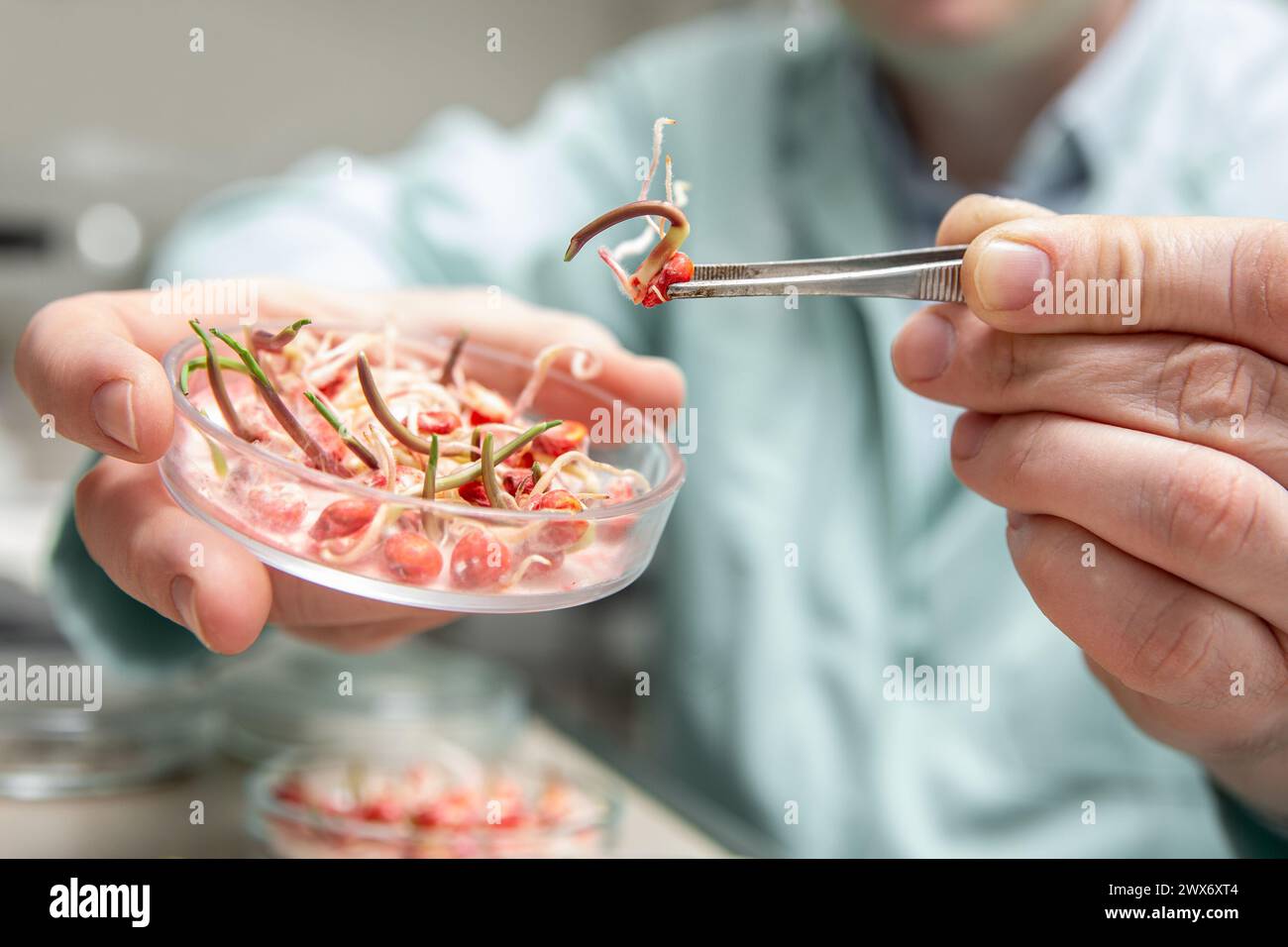 Close up of male hands holding a sample of sprouted seed in ...