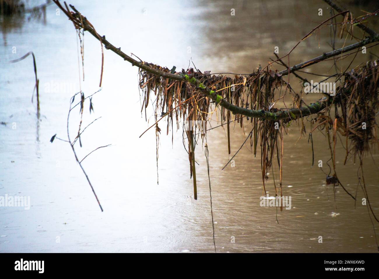 Rain soaked bushes hi-res stock photography and images - Alamy
