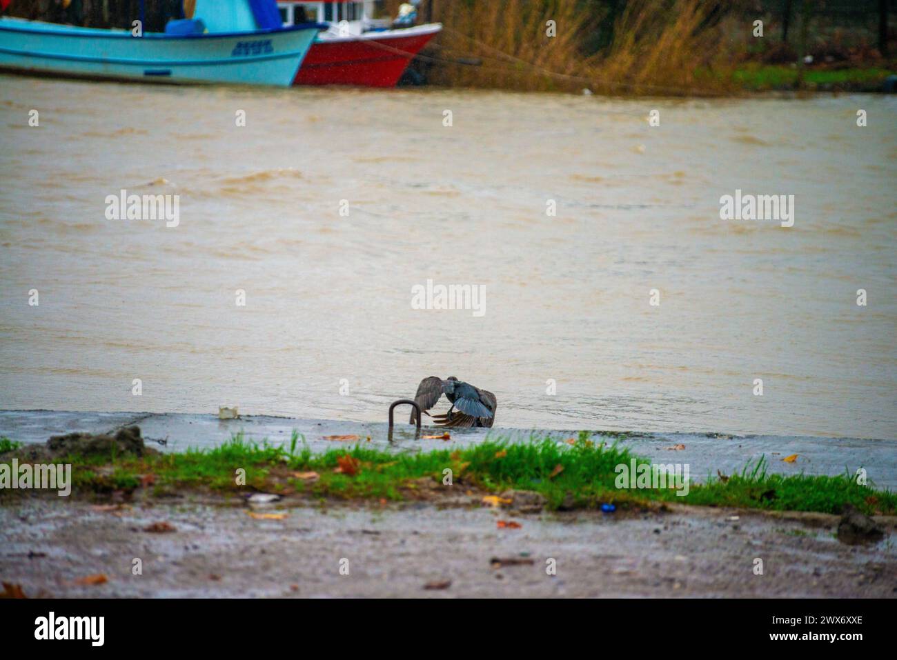 Witness the elegant spectacle of a cormorant crossing over the river ...