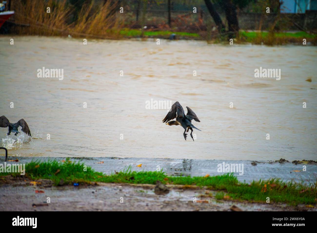 Witness the elegant spectacle of a cormorant crossing over the river ...