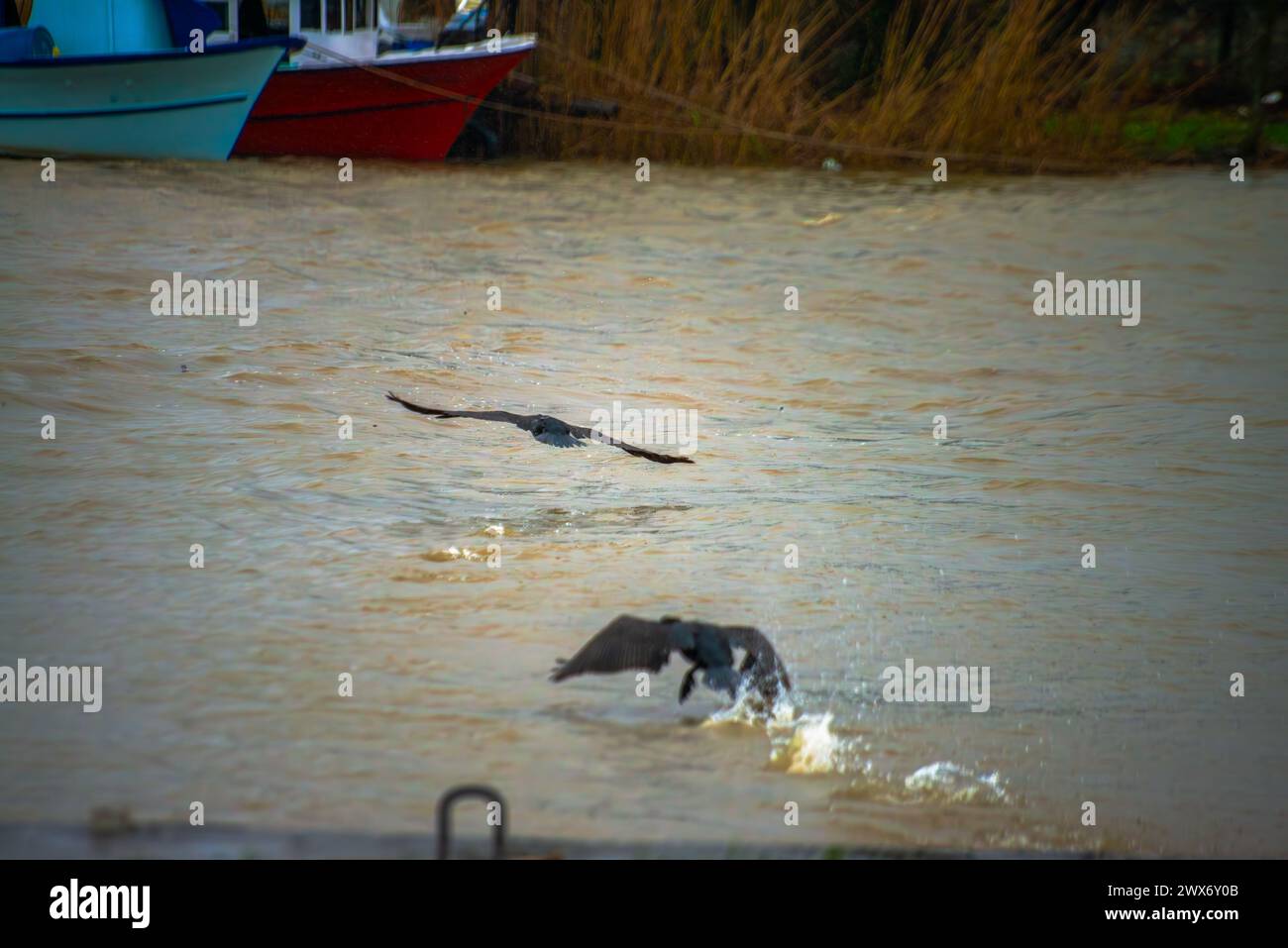 Witness the elegant spectacle of a cormorant crossing over the river ...