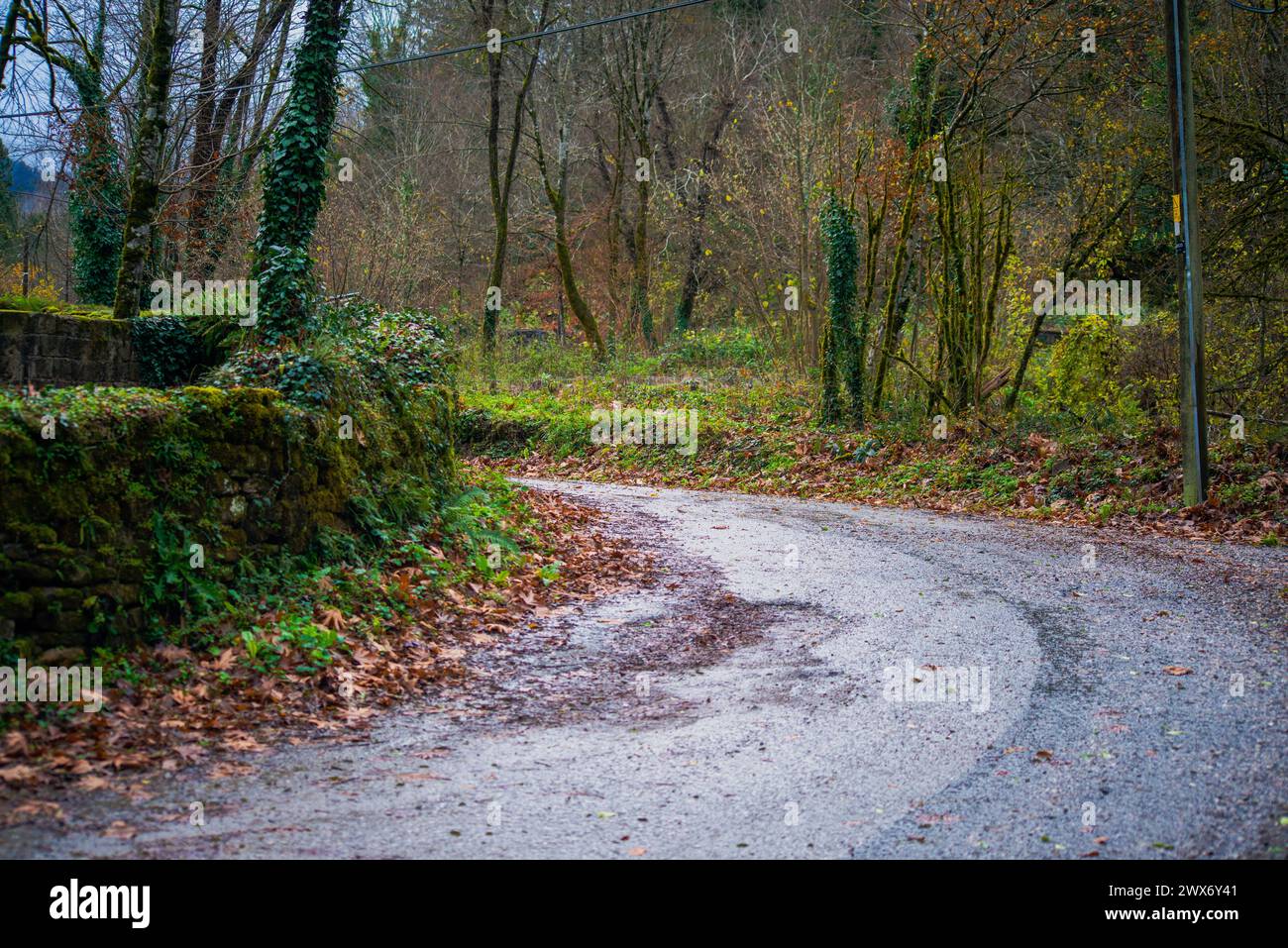 Glistening Path: Rain-kissed asphalt road in the heart of nature ...