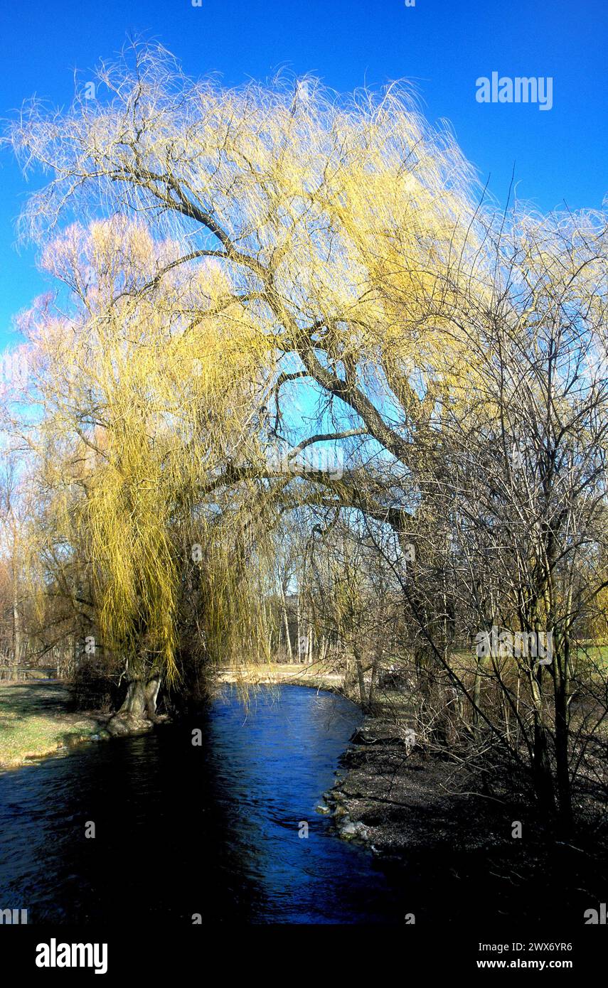 Willow tree in early spring ( Salix x Sepulcralis Chrysocoma ), English ...