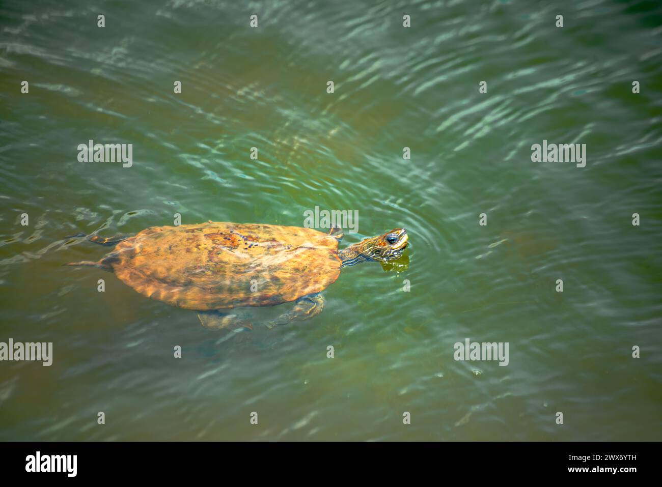 Swim aquatic wildlife hi-res stock photography and images - Alamy