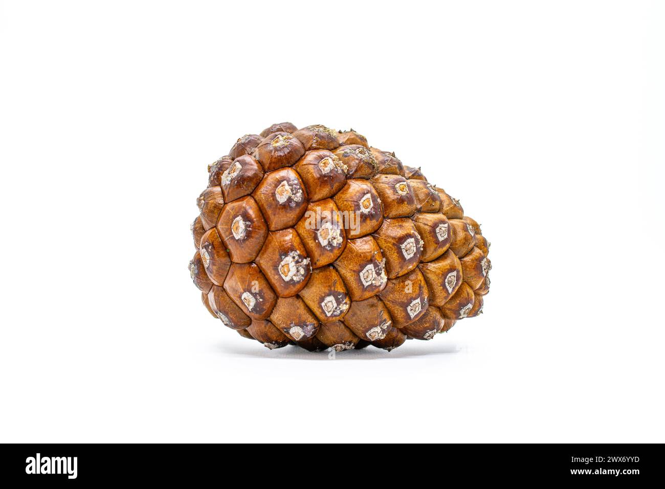 A rustic pine cone rests gracefully on a white background, showcasing ...