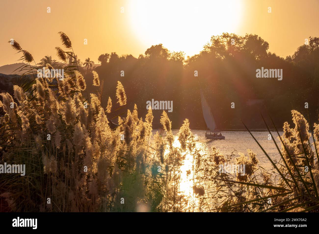 Reeds and Felucca (traditinal egyptian sailing boat) on the Nile river ...