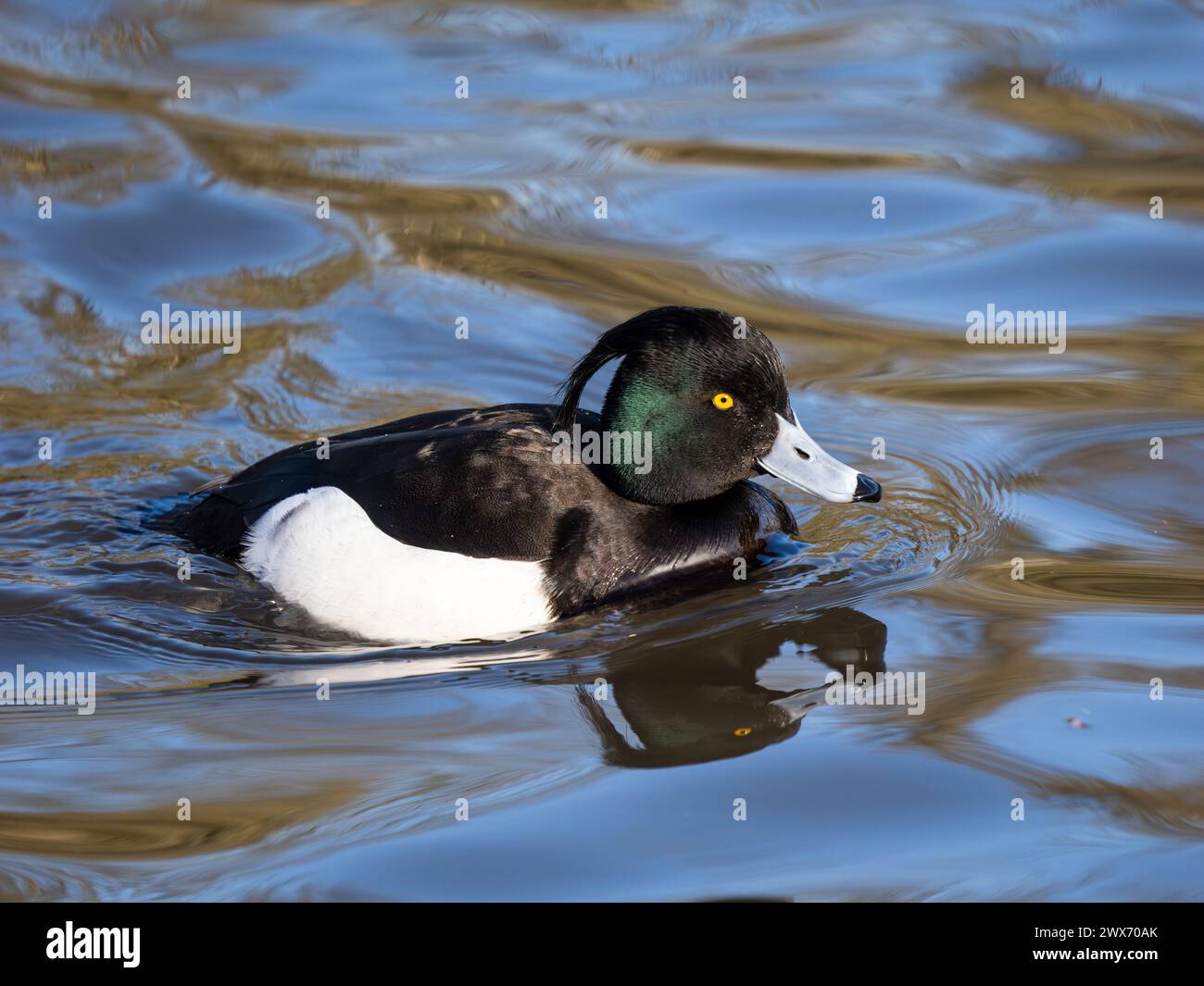 Beckenham swimming lake hi-res stock photography and images - Alamy