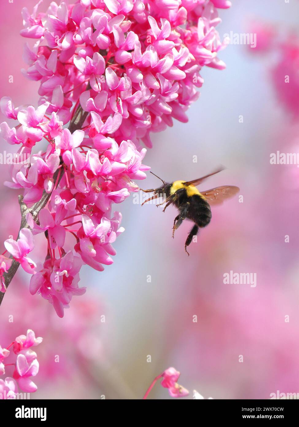 A bee in flight among flowers in close-up shot Stock Photo - Alamy