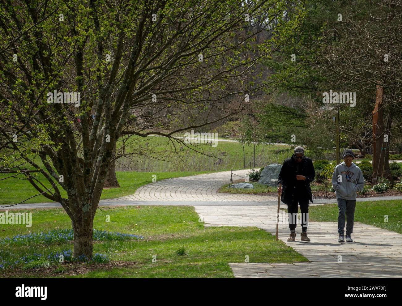 Two elderly hikers in woods hi-res stock photography and images - Alamy