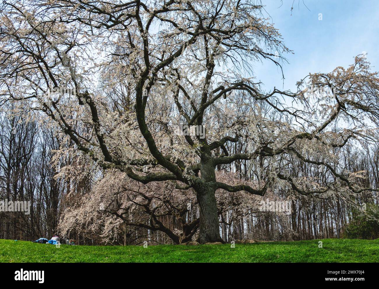 An old flowering tree on a hill top Stock Photo - Alamy