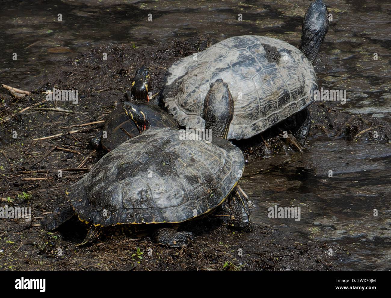 Mud turtles on a lake bank Stock Photo - Alamy