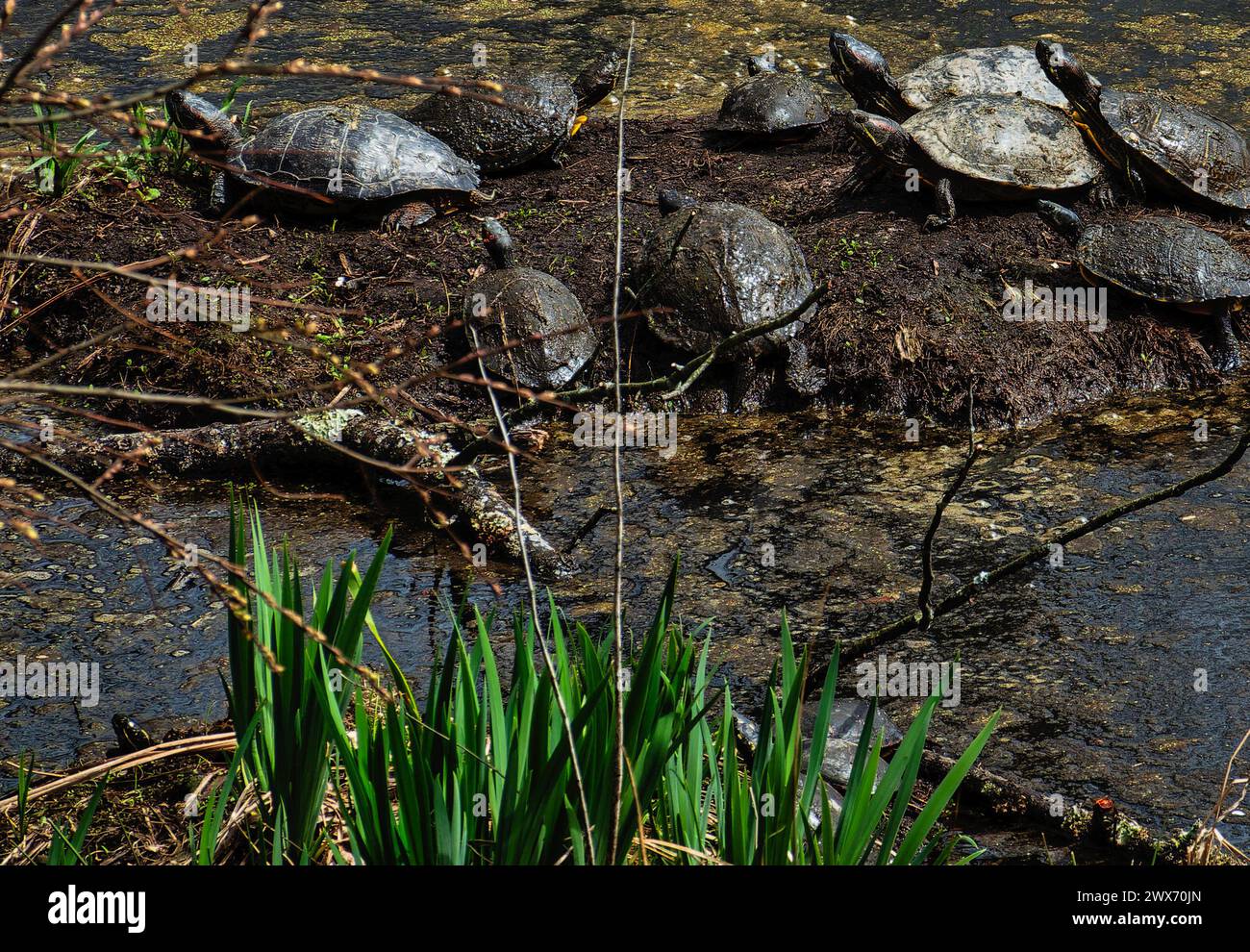 Mud turtles hi-res stock photography and images - Alamy