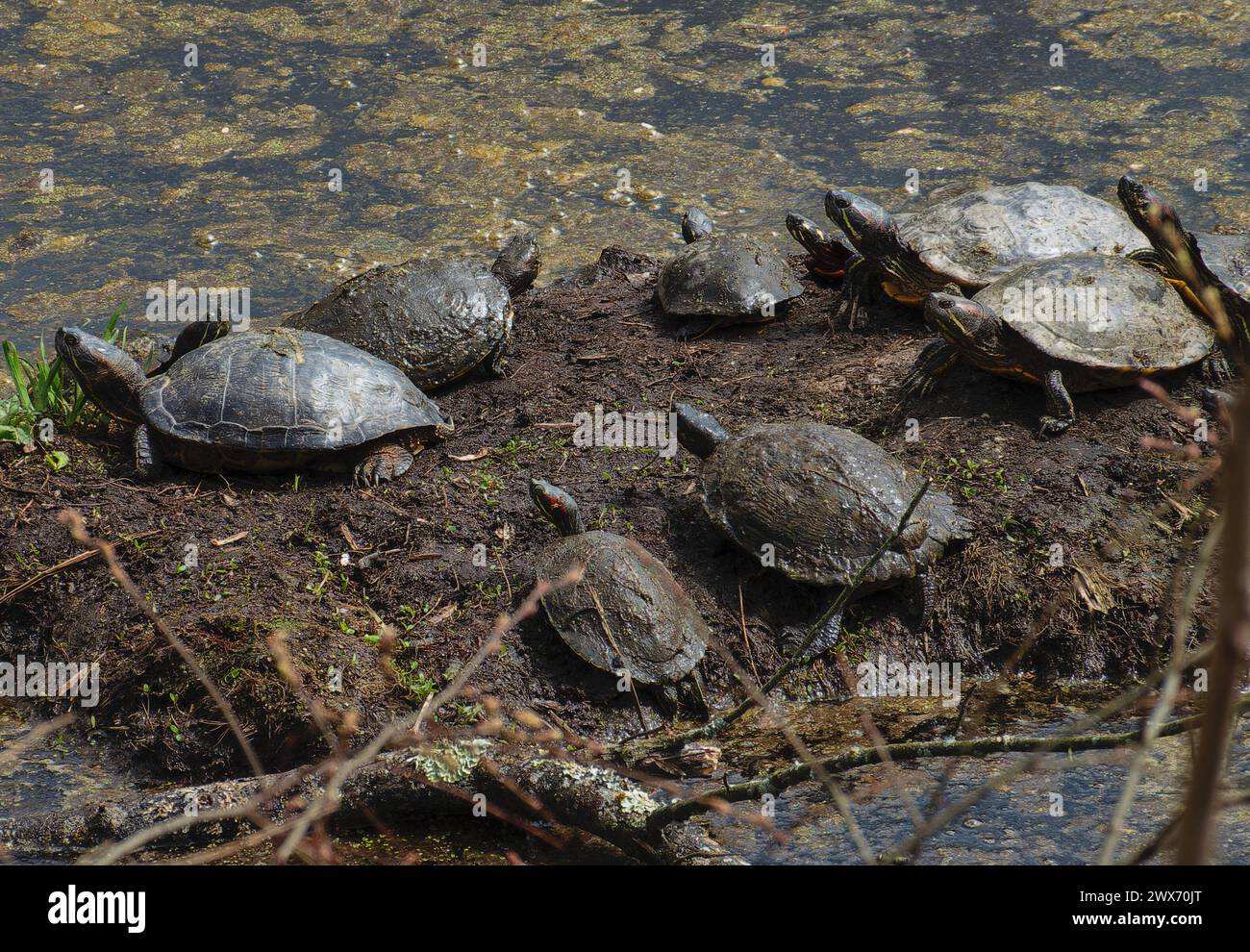 Mud turtles on a lake bank Stock Photo - Alamy