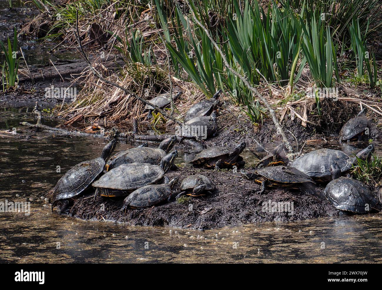 Mud turtles on a lake bank Stock Photo - Alamy