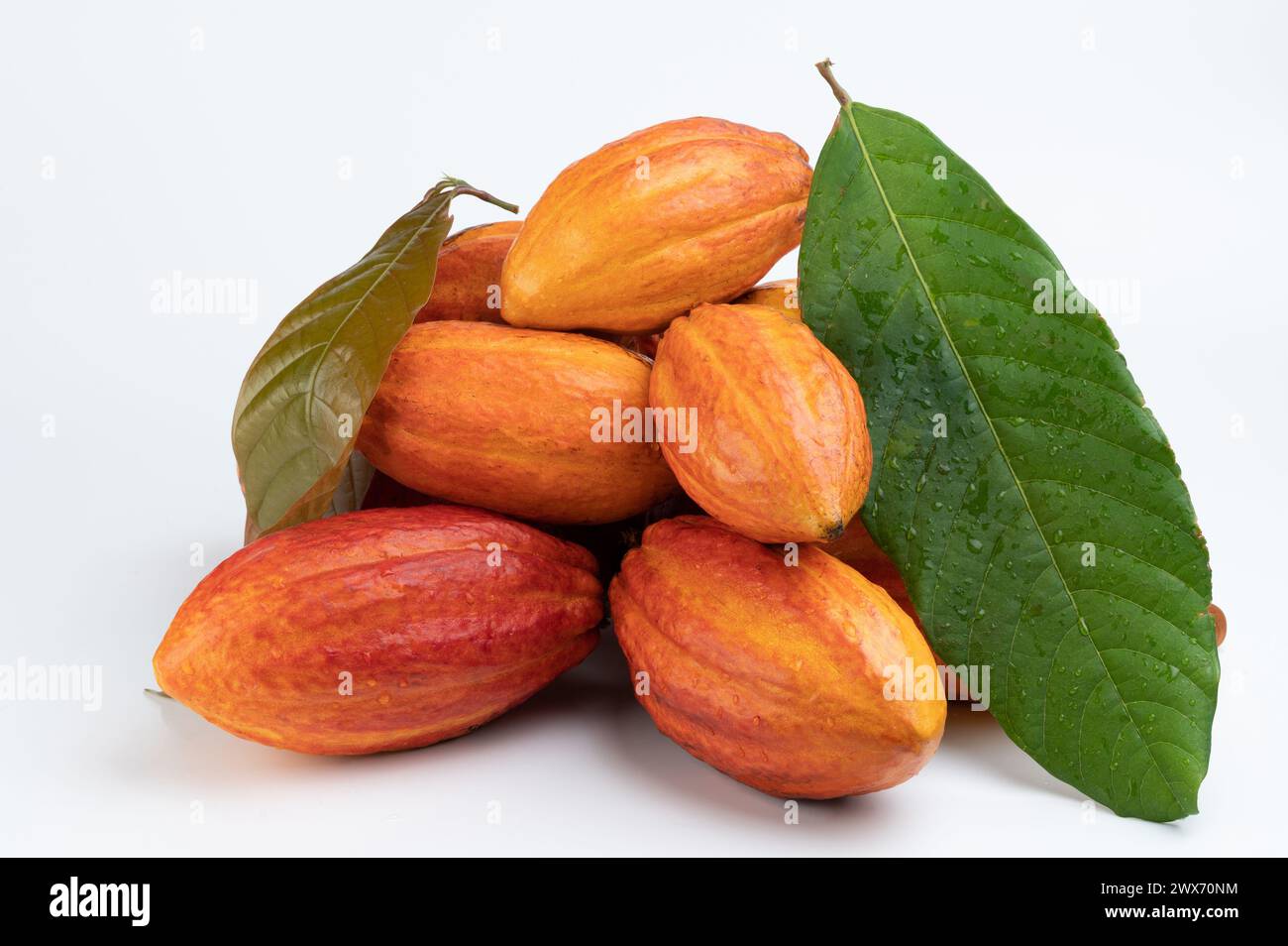 Group of wet cacao pods with leafs isolated on white studio background ...