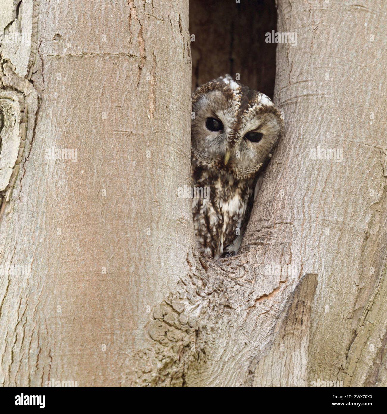 Tawny Owl ( Strix aluco ) watching out of its natural tree hollow ...