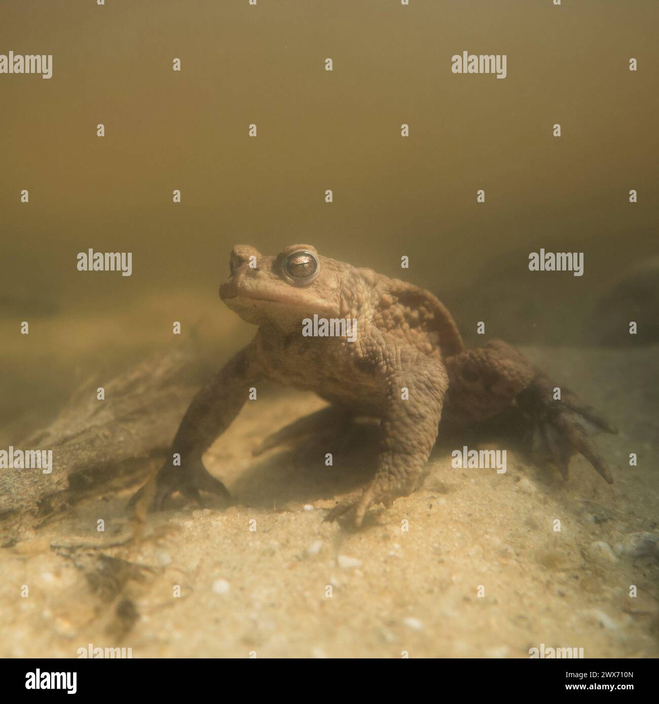Common Toad ( Bufo bufo ) under water while spawning season, sitting on ...