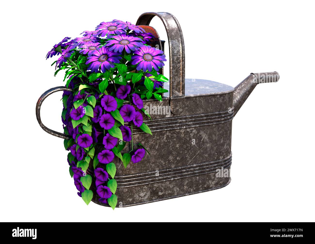 African daisy and petunia hi-res stock photography and images - Alamy