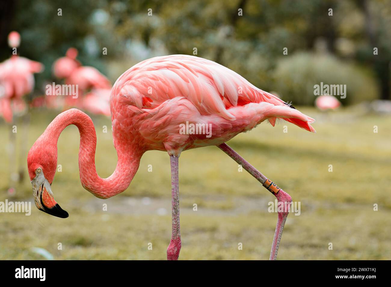 Flamingo habitat in the caribbean hi-res stock photography and images ...