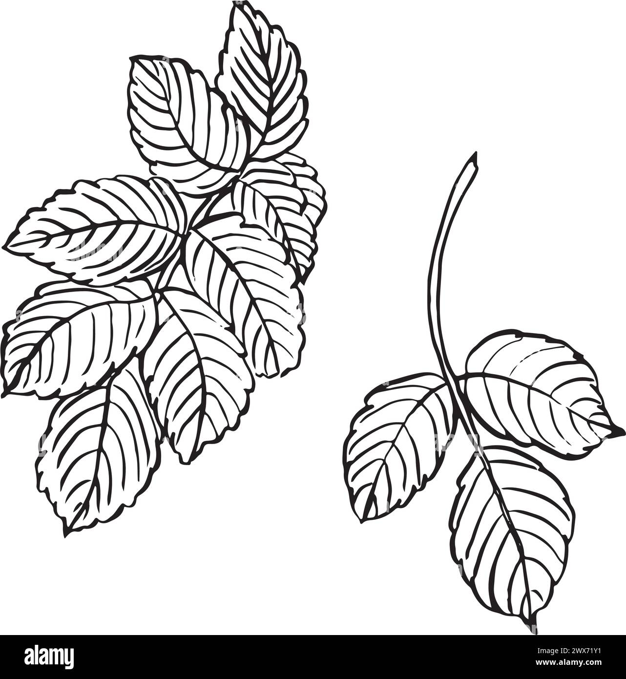 Wild rose leaves. Vector hand drawn floral illustration of rose hip ...